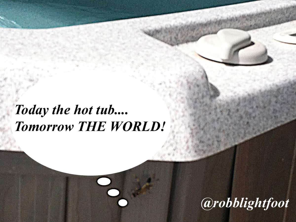 Wasp-photo-from-Karin-with-bubble-caption-compressed-with-Twitter-handle-copy – RobbLightfoot.com